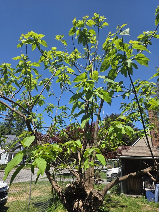 Other | Catalpa Tree Unrooted Cuttings X2 | Poshmark